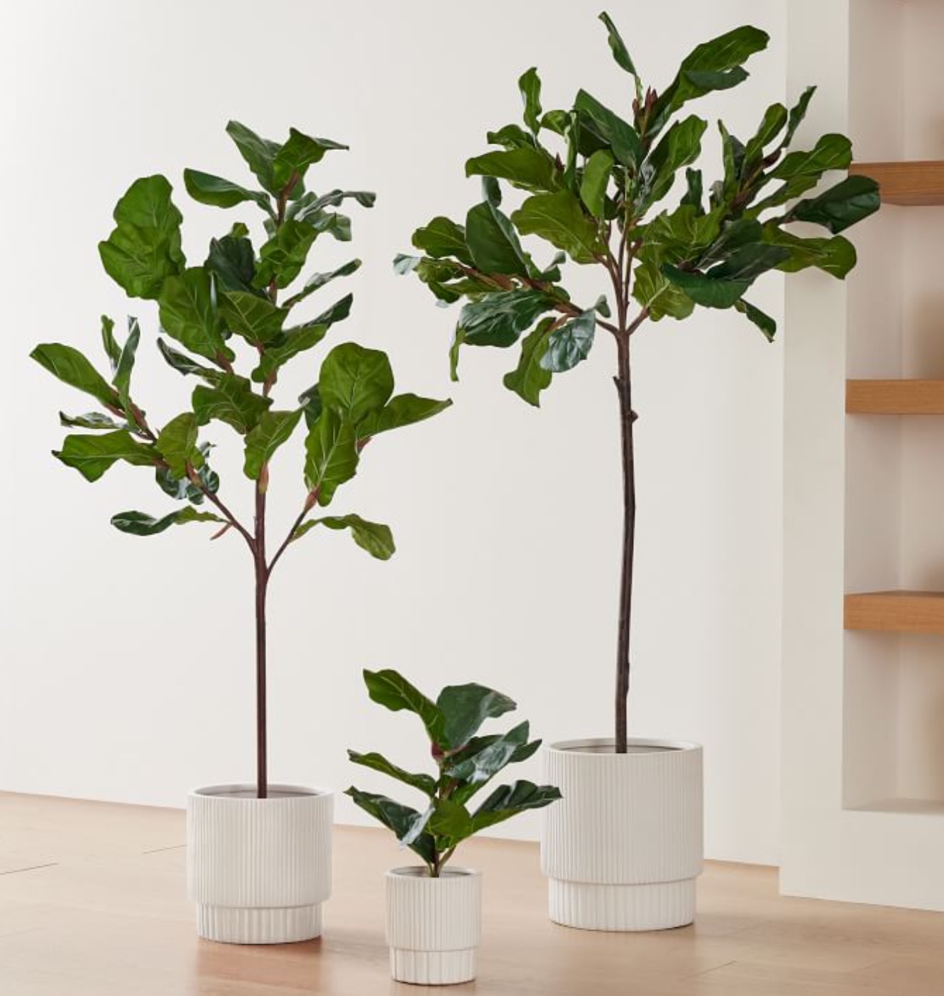 Faux Potted Fiddle Leaf Fig Trees $100