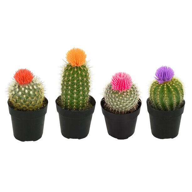 4-Pack Element by Altman Plants Colorful Live Cactus Succulent House ...