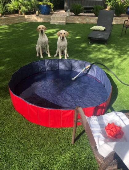 XXL-63inch Yaheetech Foldable Hard Plastic Extra Large Dog Pet Bath ...