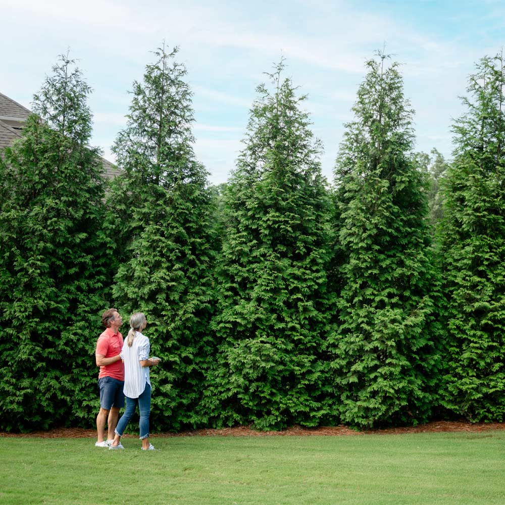 Fast Growing Trees 2 3 Thuja Green Giant Privacy Trees 59 95 Free